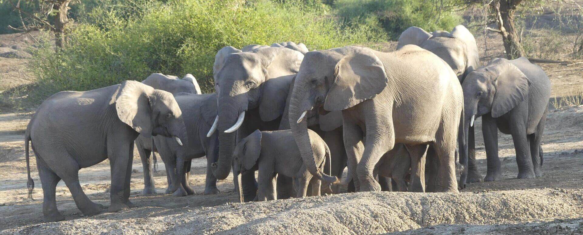 here are many ways you can help fundraise for Stop Poaching Now! Below ...